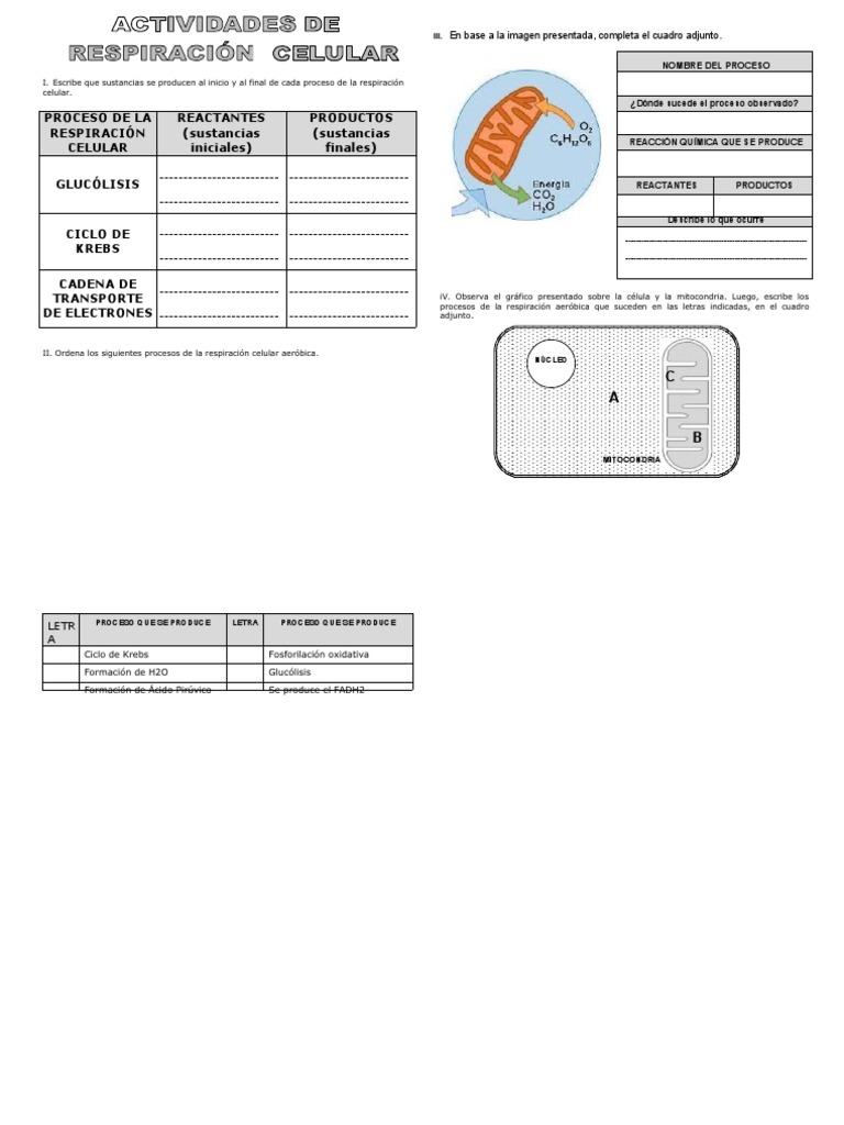 Actividades Resp Celular | PDF | Respiración celular | Glucólisis