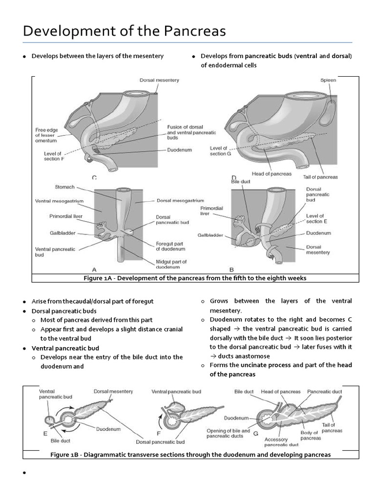 Pancreas Embriologi Histologi | PDF | Pancreas | Animal Anatomy
