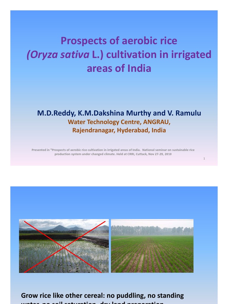 Prospects of Aerobic Rice Cultivation in Irrigated Areas of India | PDF ...