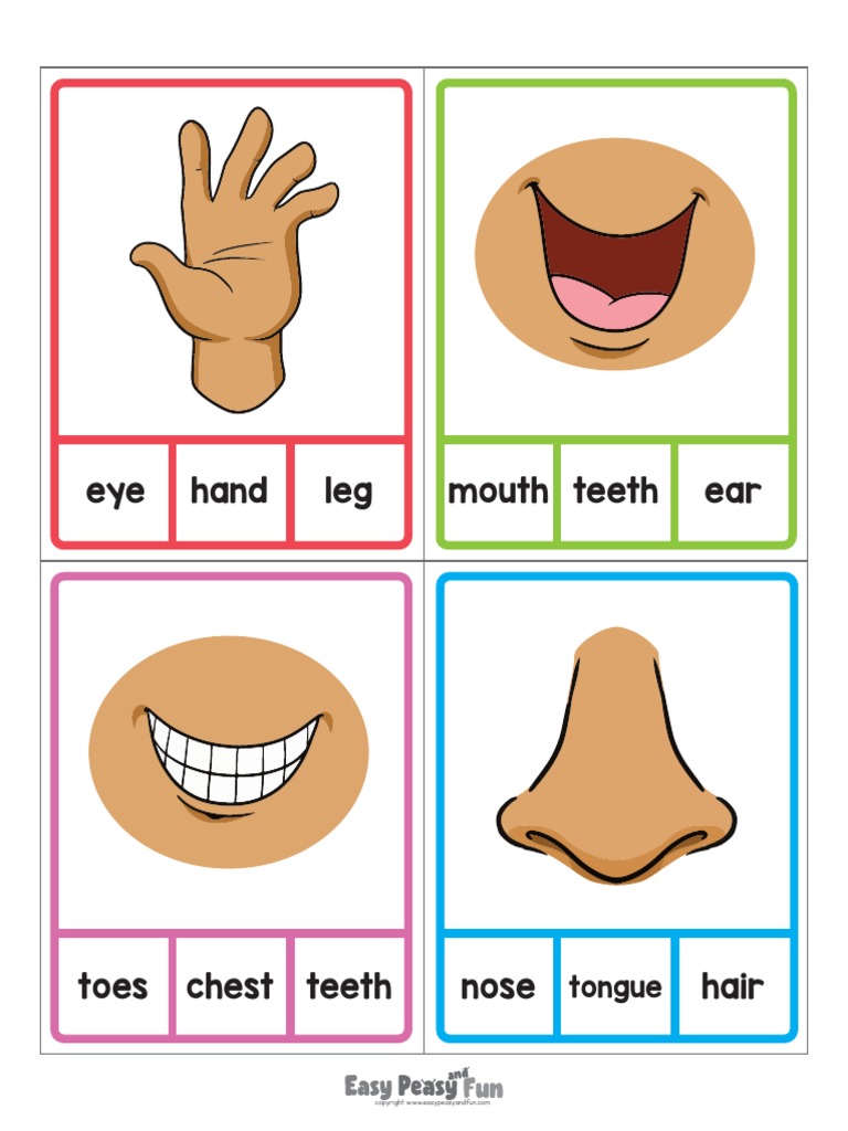 External Body Parts with Images | PDF