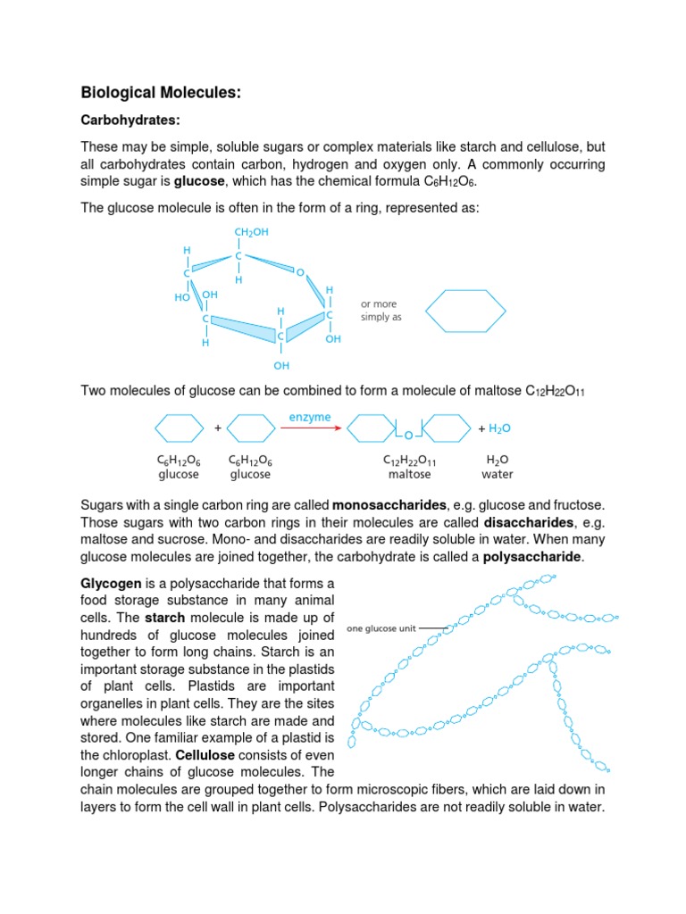 04 Biological Molecules | PDF | Glucose | Carbohydrates