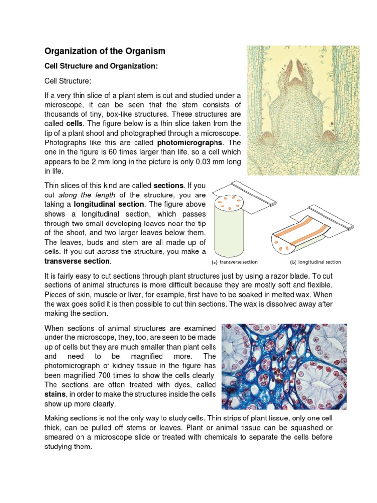 02 Organization of The Organism | PDF | Cytoplasm | Cell (Biology)
