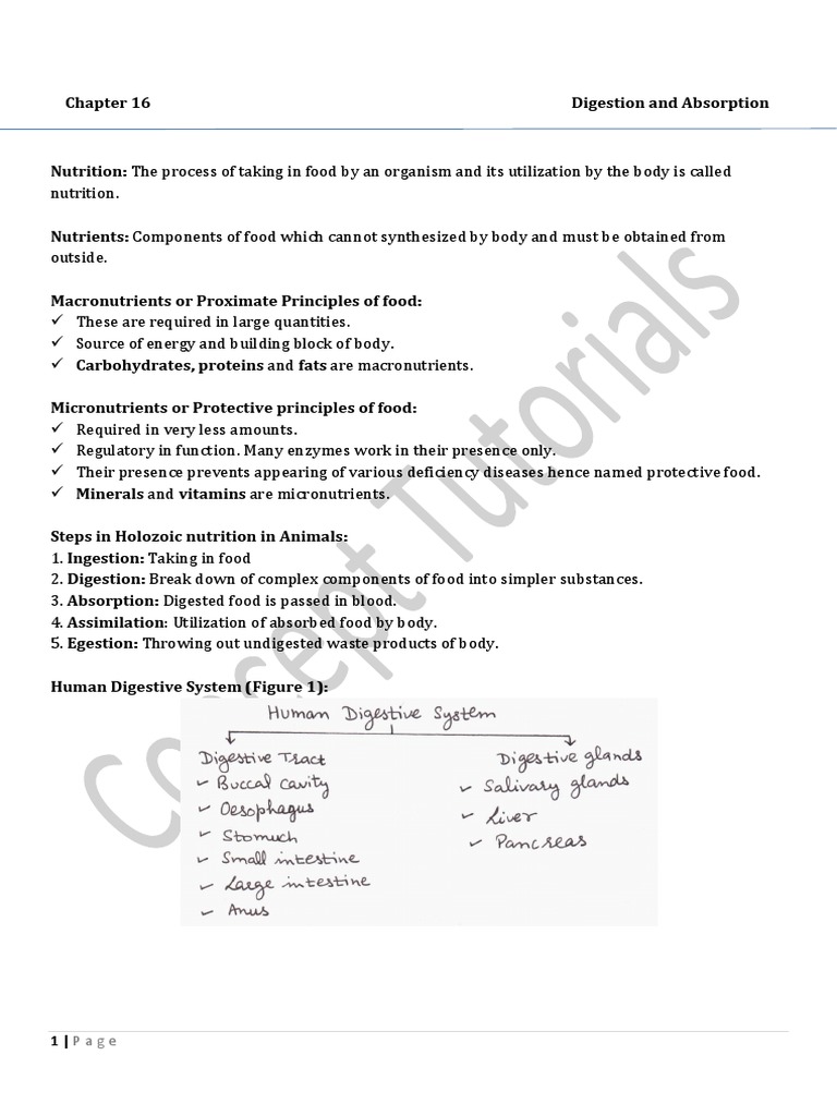 Human Digestive System - Grade 11 & 12 | PDF | Stomach | Digestion