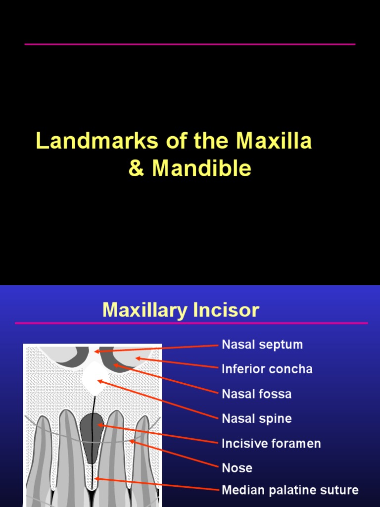 Landmarks of Max. & Mand. | PDF | Human Nose | Dental Anatomy