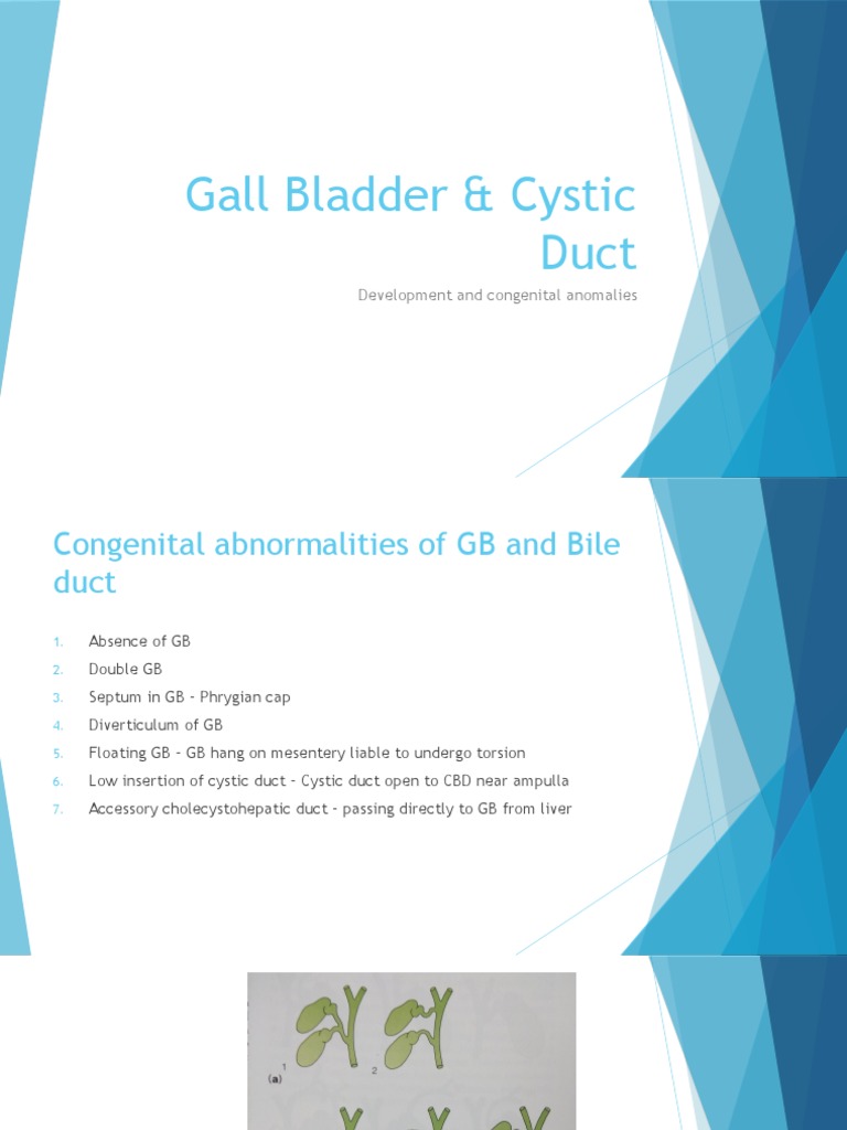 Gall Bladder & Cystic Duct | PDF | Liver | Bile