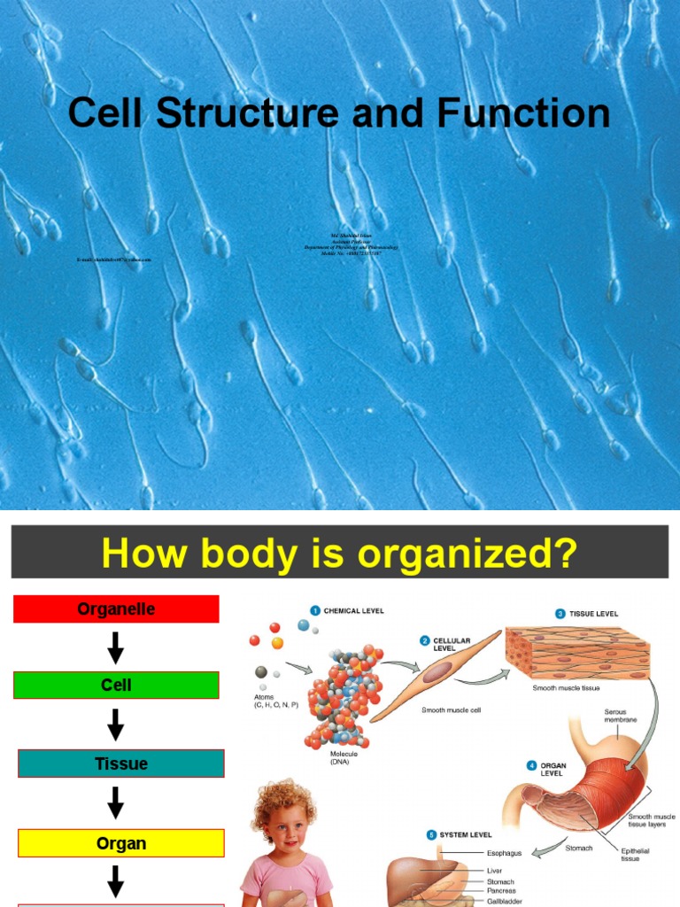 Overview of Cell Structure and Function | PDF | Endoplasmic Reticulum ...