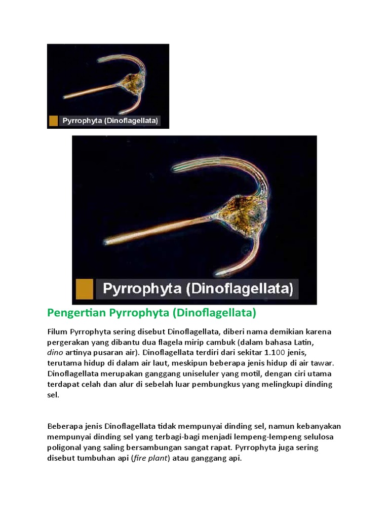 Pengertian Pyrrophyta | PDF