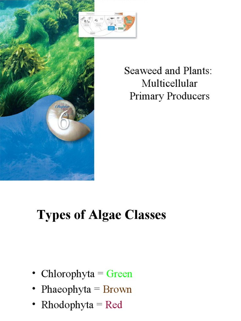 Seaweed and Plants: Multicellular Primary Producers | PDF | Algae ...