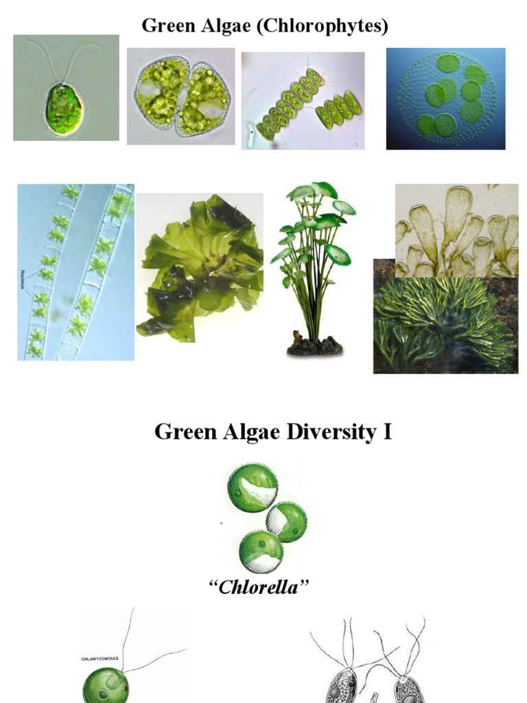 Green Algae | PDF | Sexual Reproduction | Algae