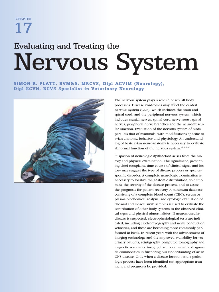 Nervous System: Evaluating and Treating The | PDF | Spinal Cord ...