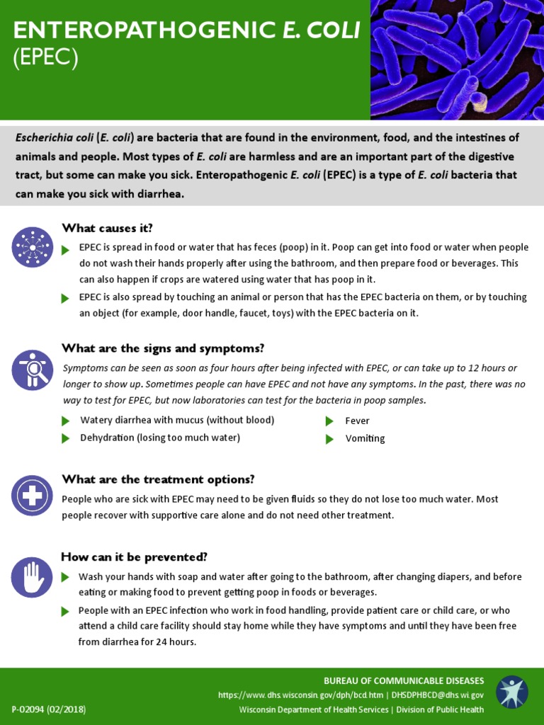 (EPEC) : Enteropathogenic E. Coli | PDF | Diarrhea | Escherichia Coli