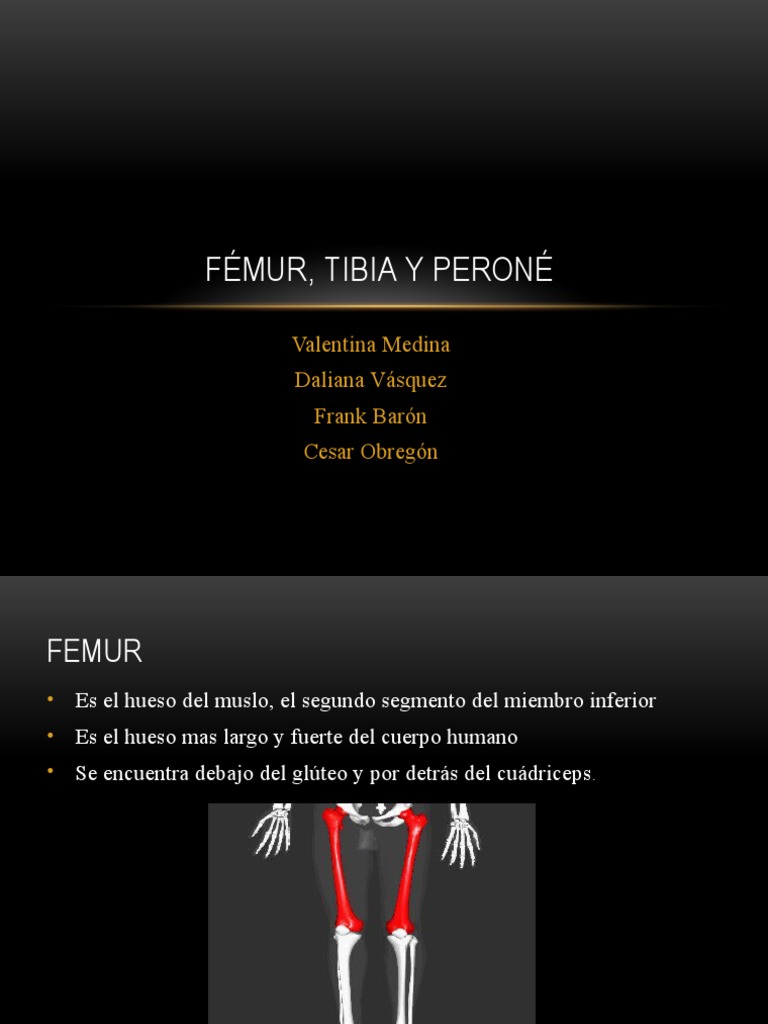 Huesos de la pierna: fémur, tibia y peroné | PDF | Sistema esquelético ...