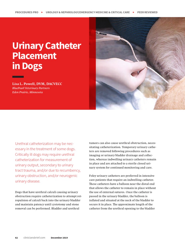 Urinary Catheterization in Dogs | PDF | Catheter | Urinary System