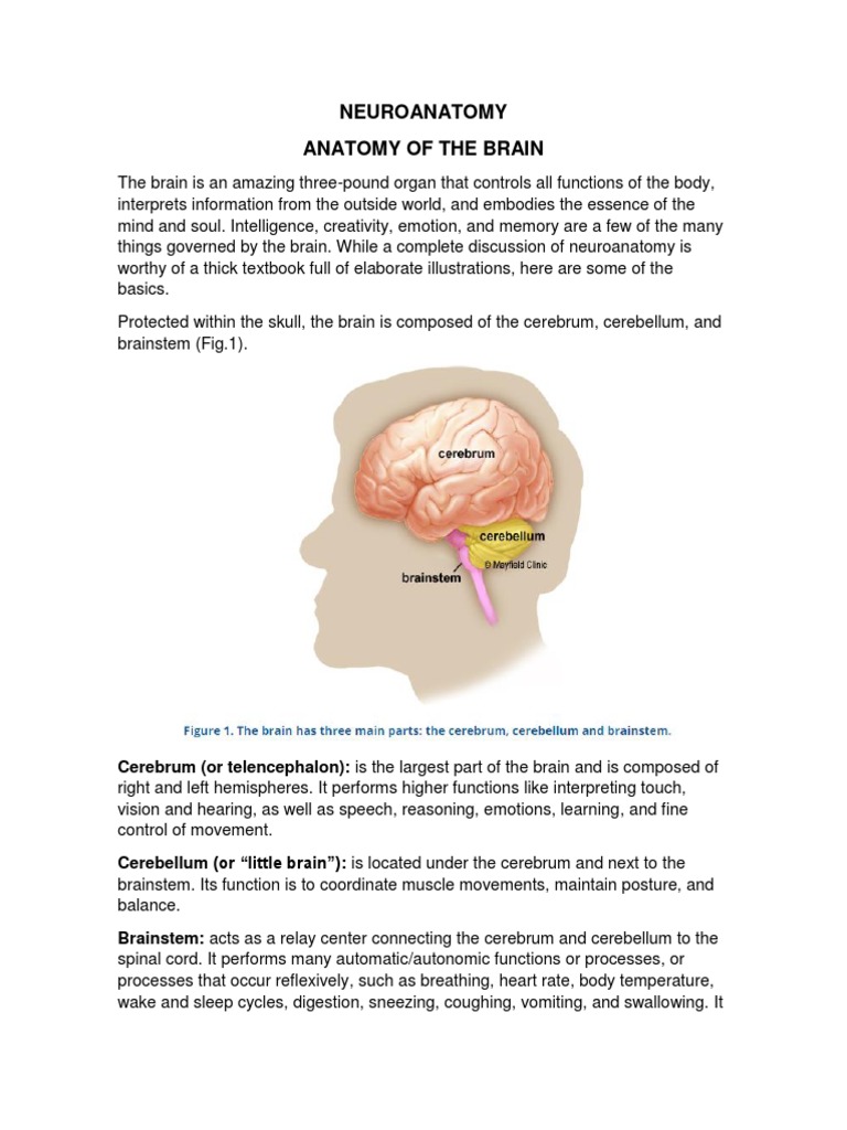 Neuroanatomy (Reading Topic 1) | PDF | Central Nervous System | Cerebrum