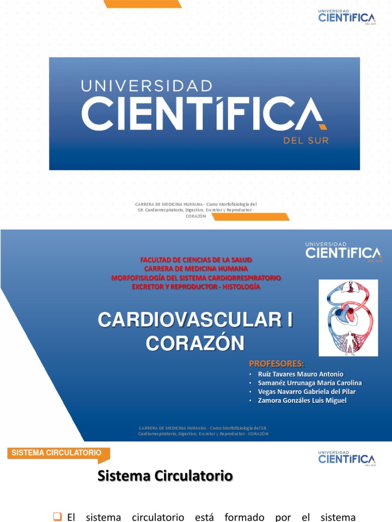1 Cardiovascular I - Corazón | PDF | Sistema circulatorio | Músculo ...