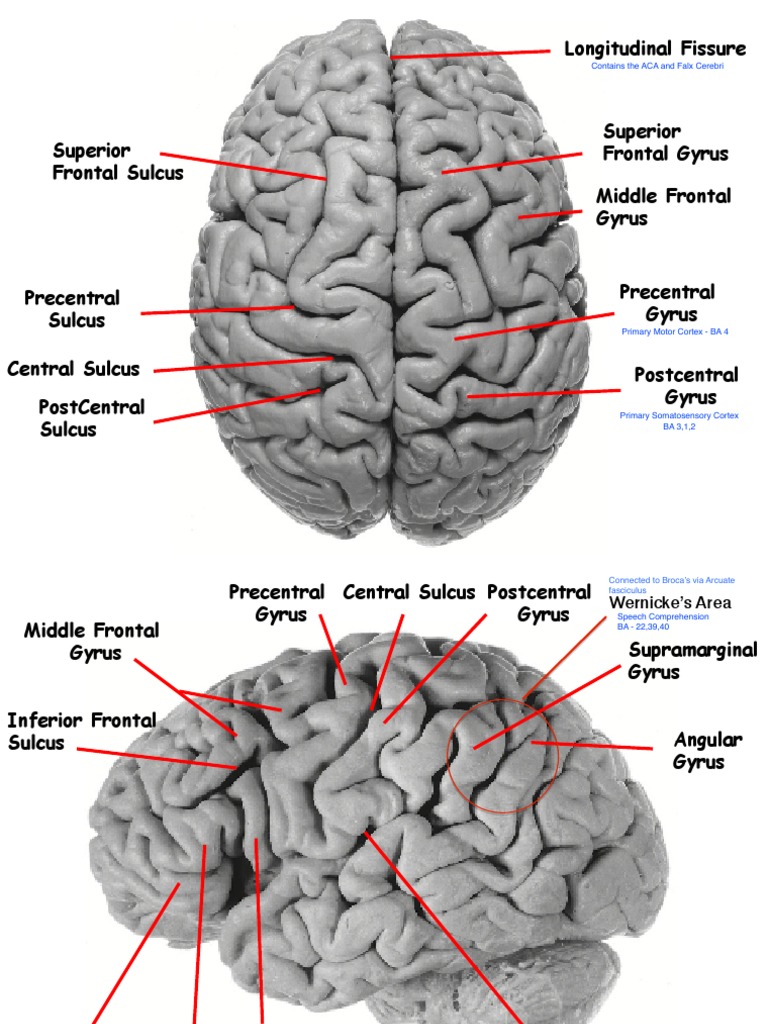 Neuro Lab Bible PDF | PDF | Cingulate Cortex | Cerebellum