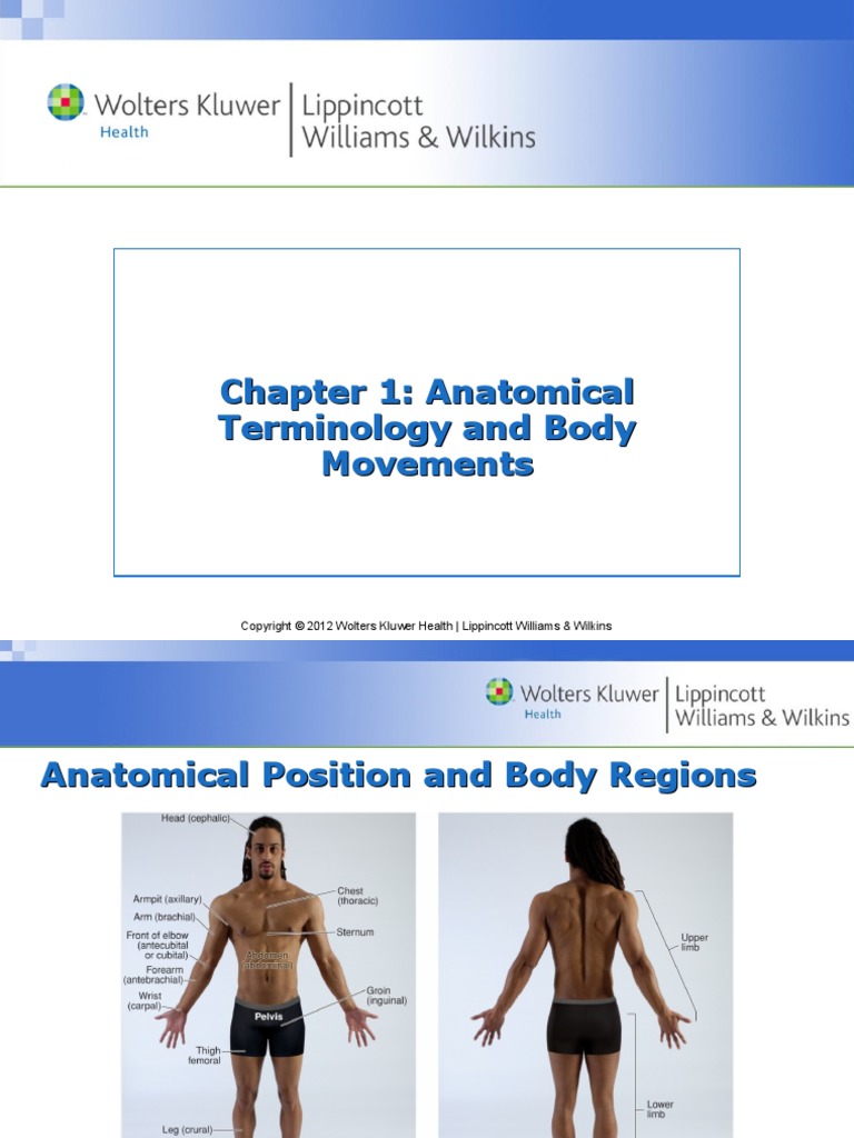 Chapter 1: Anatomical Terminology and Body Movements | PDF | Anatomical ...