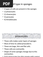 Sponge Body Plans: Asconoid Explained | PDF | Sponge | Cell Biology