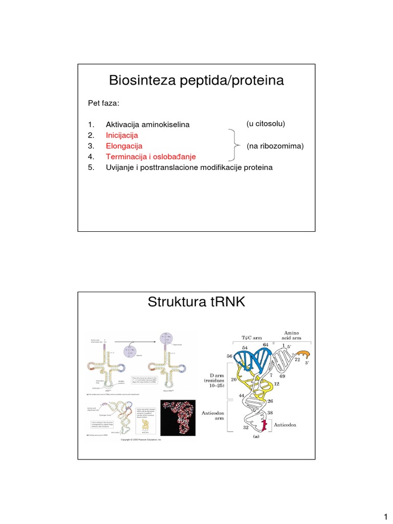 17.biosinteza Proteina - 2019 | PDF