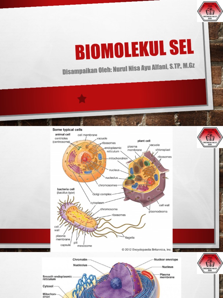 BIOKIMIA - 2.biomolekul Sel PDF | PDF