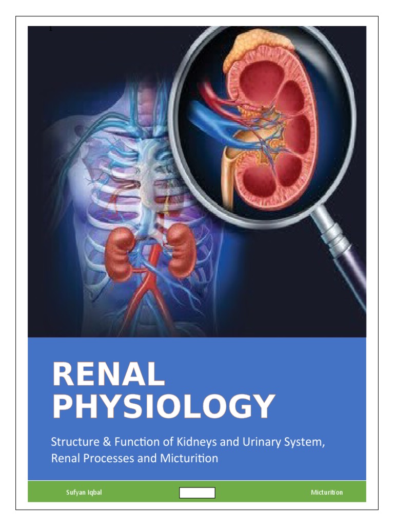 Renal Physiology: Structure & Function of Kidneys and Urinary System ...