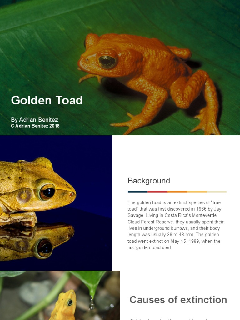 Extinction of the Golden Toad | PDF