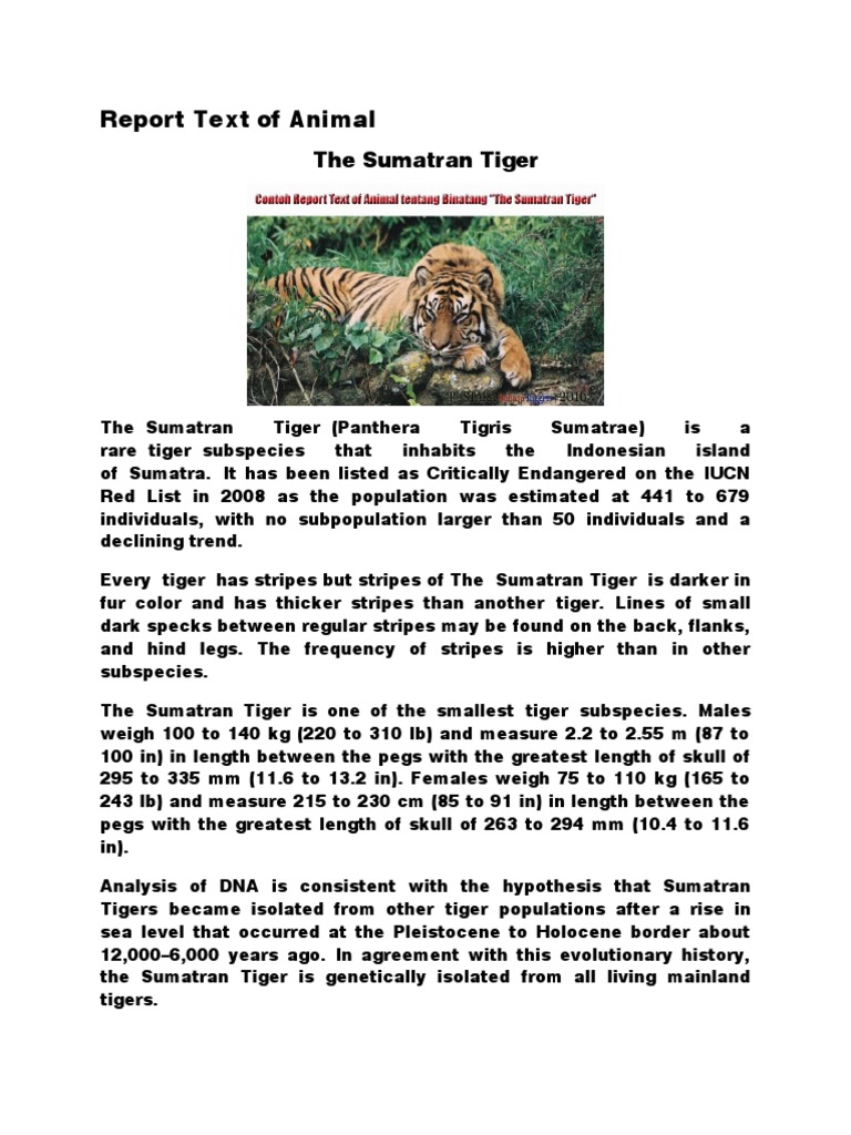 Report Text of Animal: The Sumatran Tiger | Download Free PDF | Tiger ...