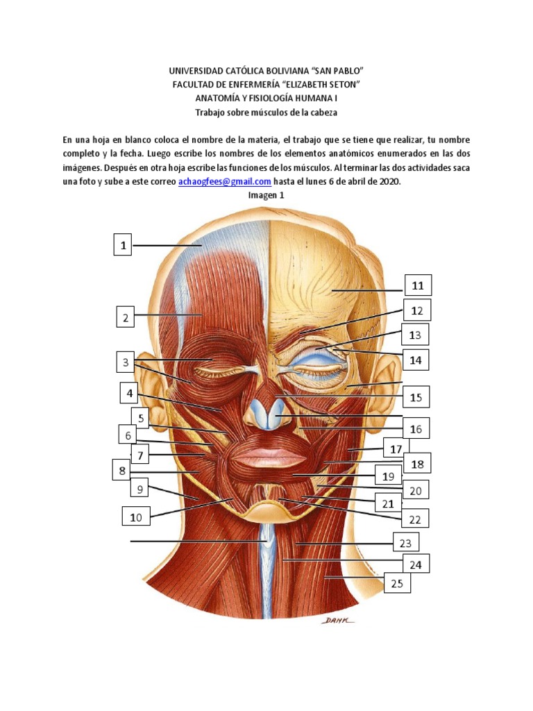 Músculos de La Cabeza | PDF | Naturaleza