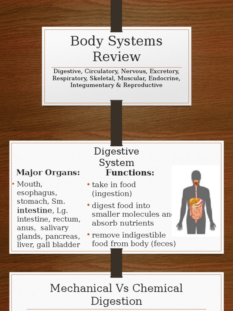 Body Systems Review | Download Free PDF | Human Body | Digestion