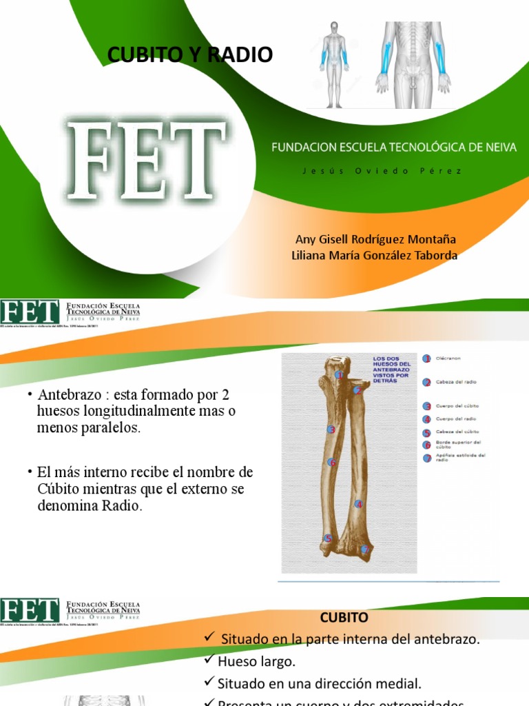 Anatomia Radio y Cubito | PDF | Codo | Sistema musculoesquelético