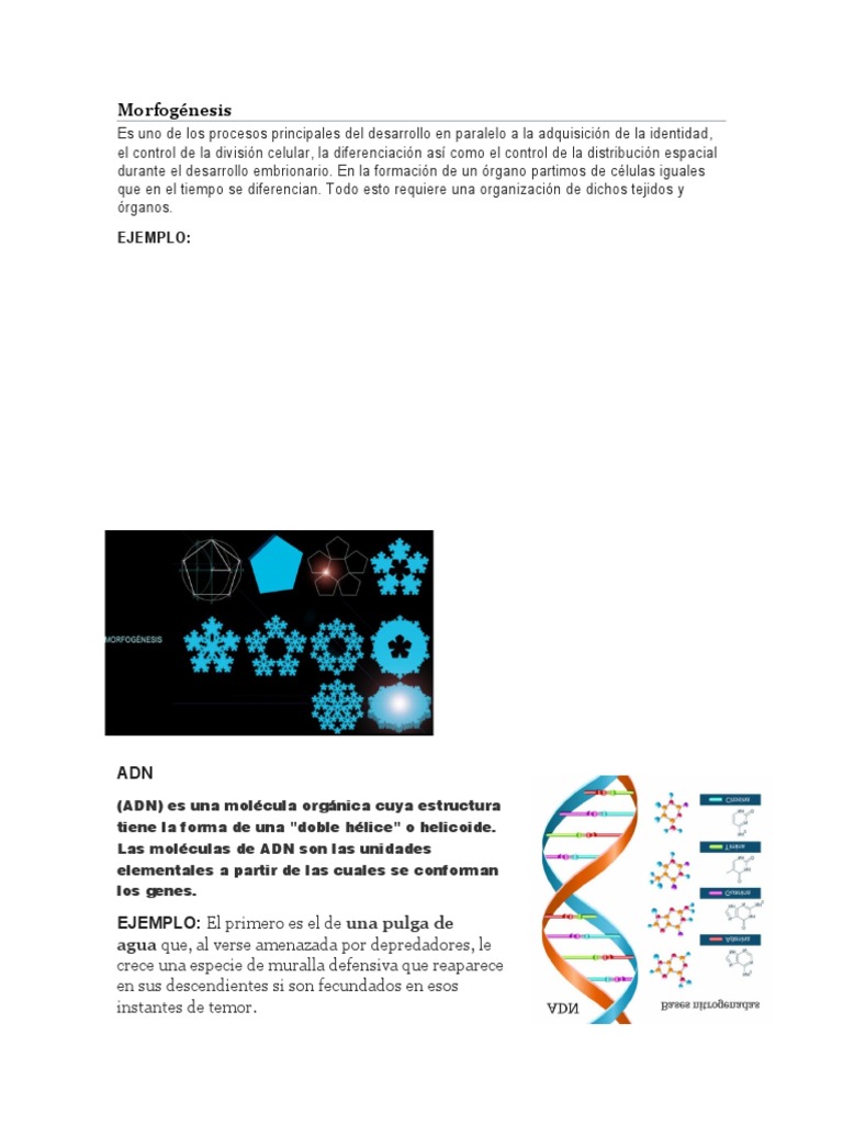Morfogénesis | PDF