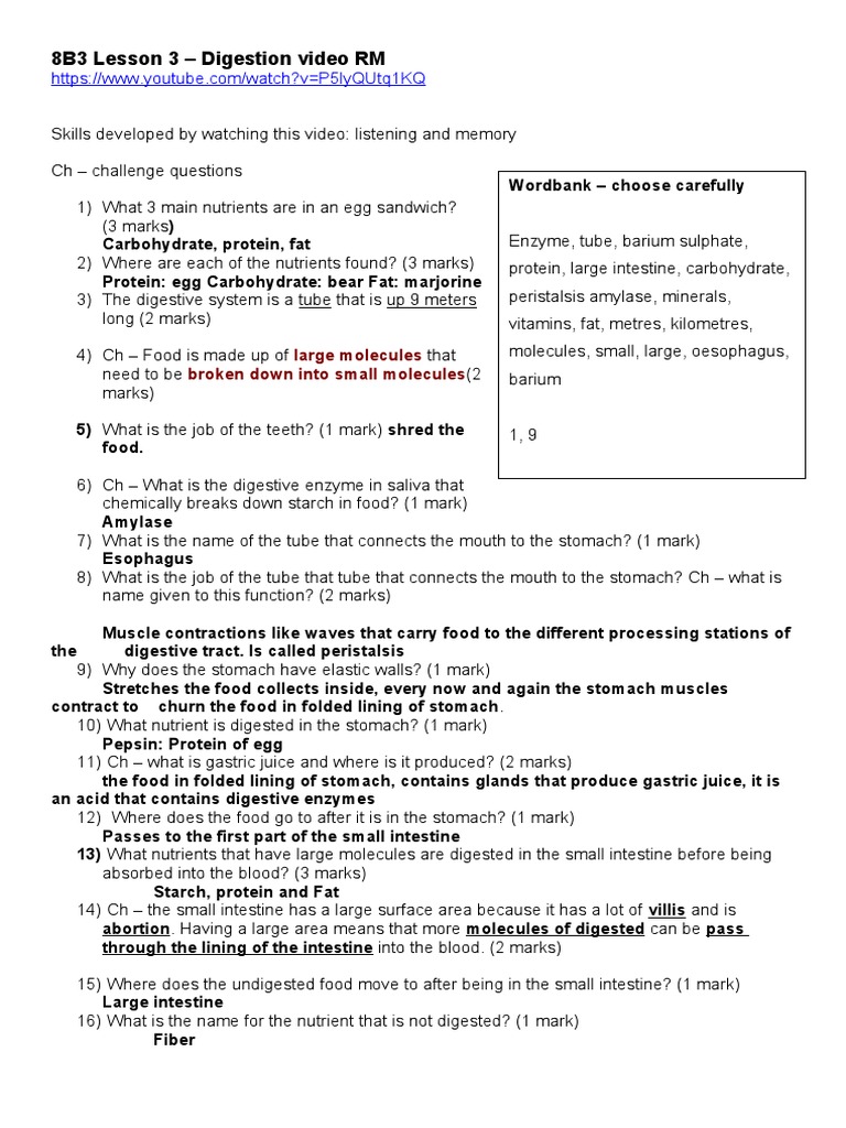 8B3 Lesson 3 - Digestion Video RM: Large Molecules Broken Down Into ...