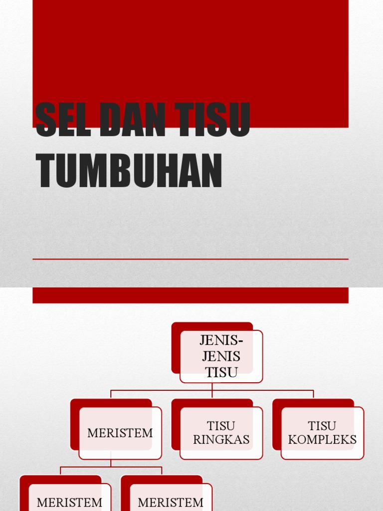 Sel Dan Tisu Tumbuhan | PDF