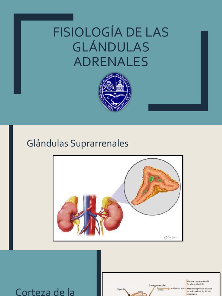 Fisiologia Glandulas Adrenales | PDF | Glándula suprarrenal | Cortisol
