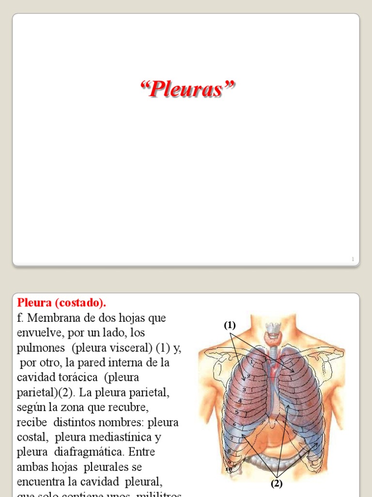 Pleuras | PDF | Pulmón | Tórax