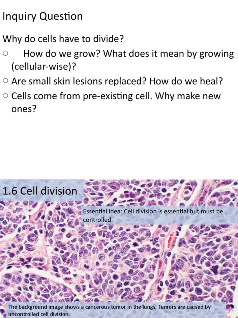 1.6 Cell division-STUDENT | PDF | Mitosis | Cell Cycle