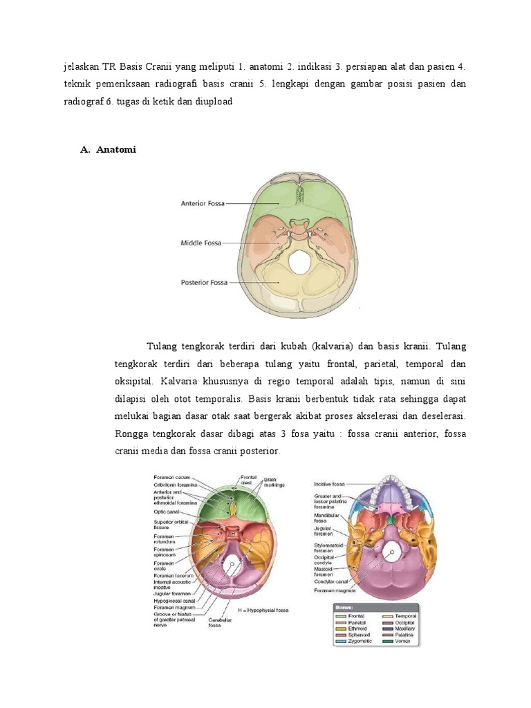 Anatomi Basis Cranii | PDF