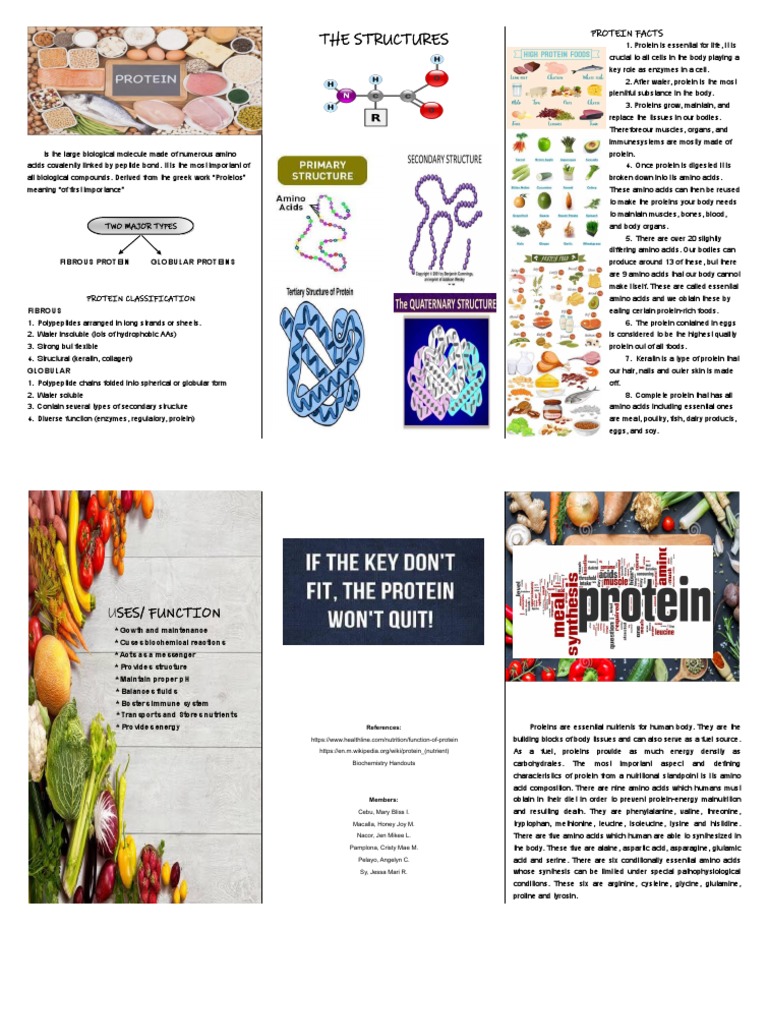 PROTEINS Brochure | PDF | Proteins | Amino Acid