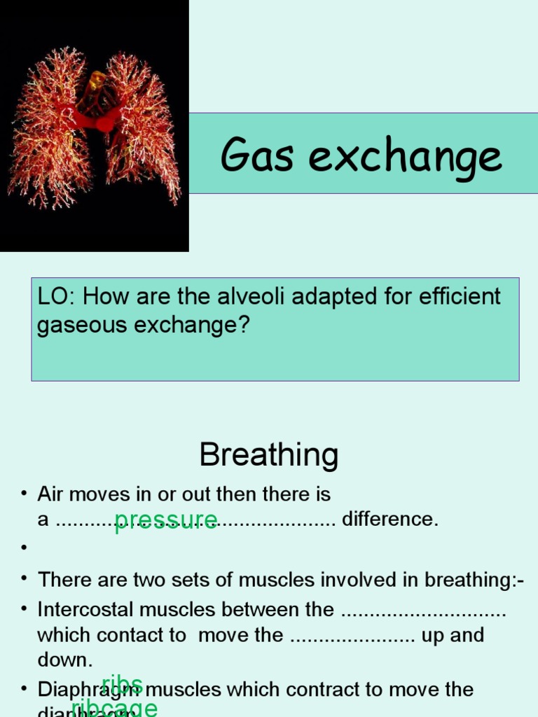 Ventilation and Gas Exchange | PDF | Breathing | Lung
