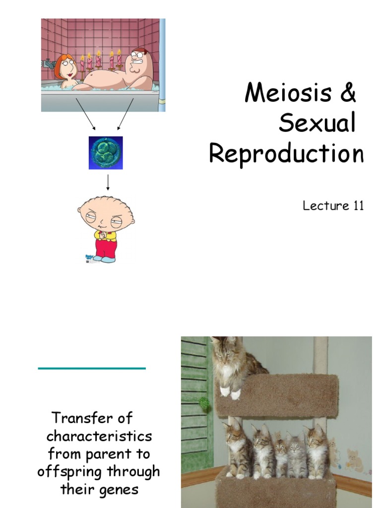 11 Cell Division Meiosis Powerpoint | PDF | Biological Processes | Ploidy