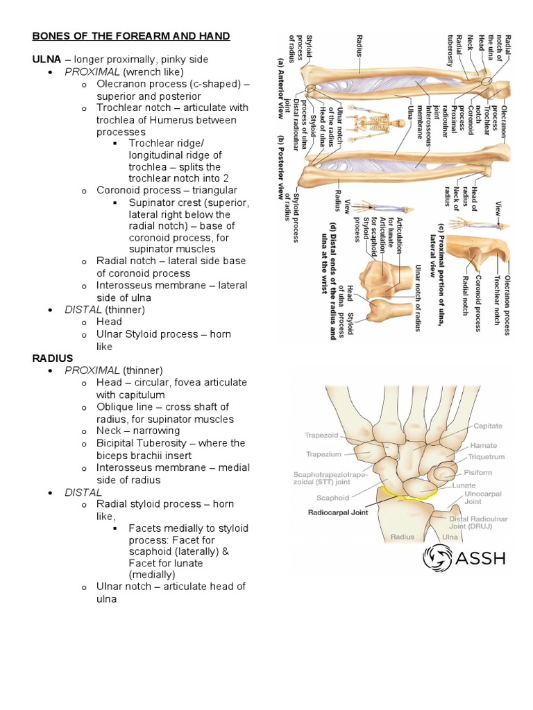 Bones of The Forearm and Hand ULNA - Longer Proximally, Pinky Side ...