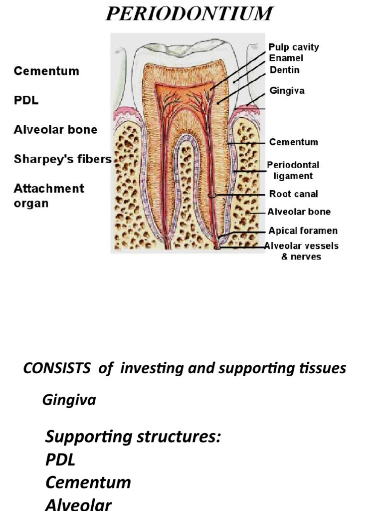 Periodontium | Download Free PDF | Dentistry Branches | Anatomy