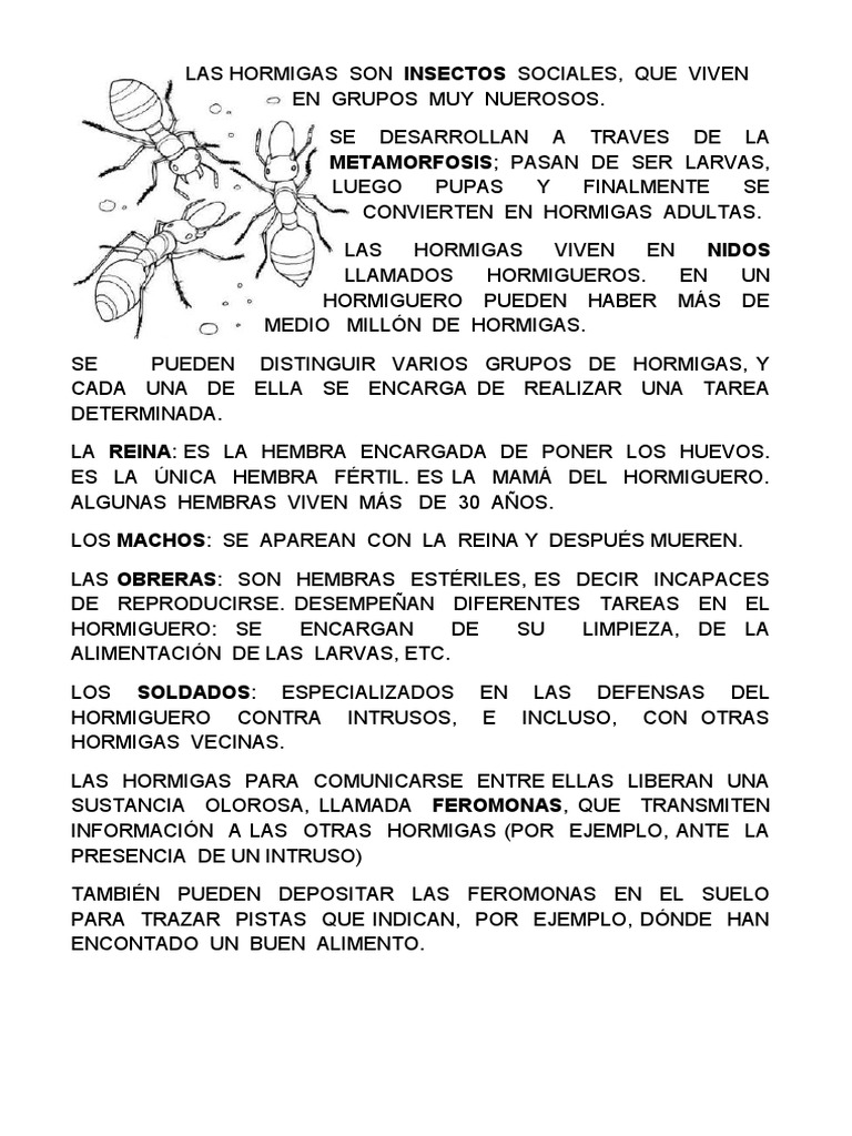 Las Hormigas Son Insectos Sociales | PDF | Ciencia y matemáticas ...