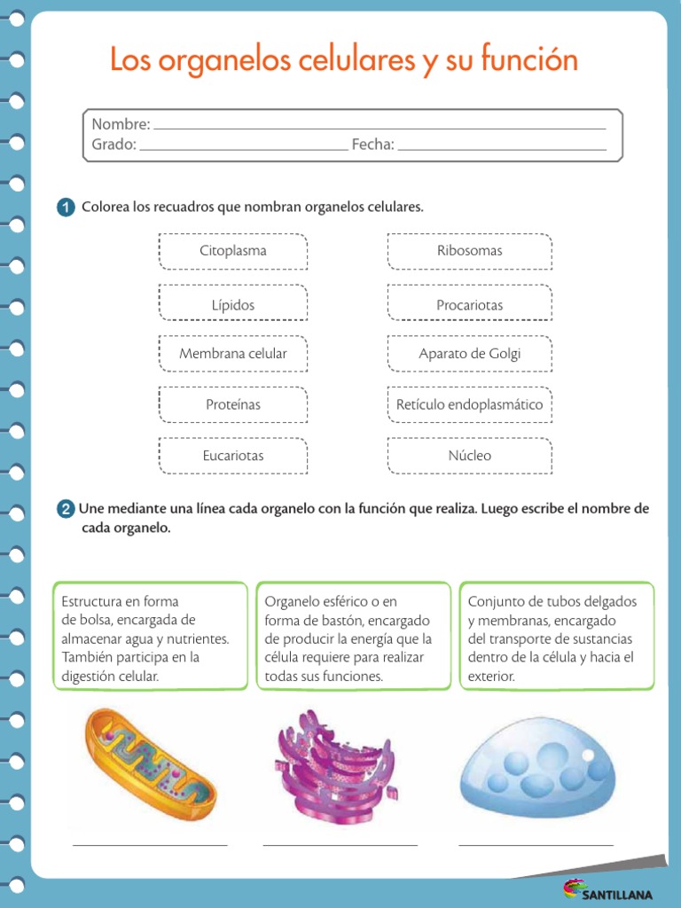 Organelos celulares y su función en la célula | PDF | Citoplasma ...