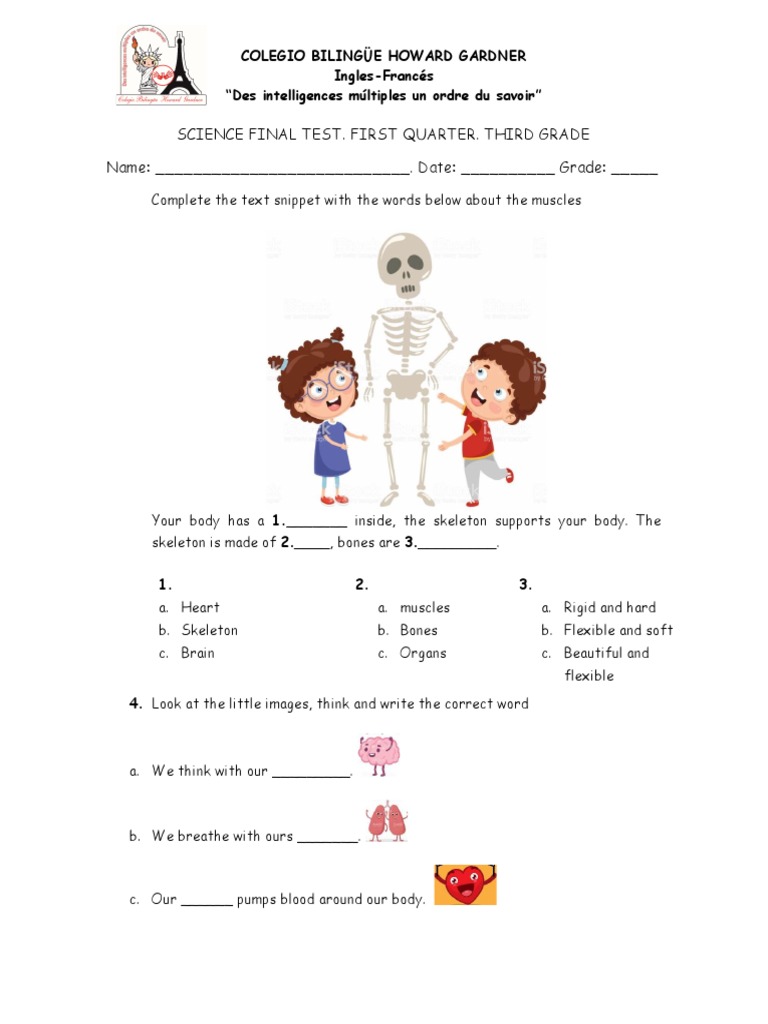 Third Grade Science Final Test: Muscles, Skeleton, and the Body Systems ...