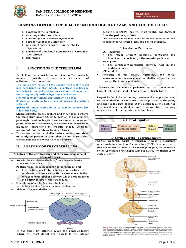OSCE Cerebellar Examination PDF | PDF | Cerebellum | Neuroanatomy
