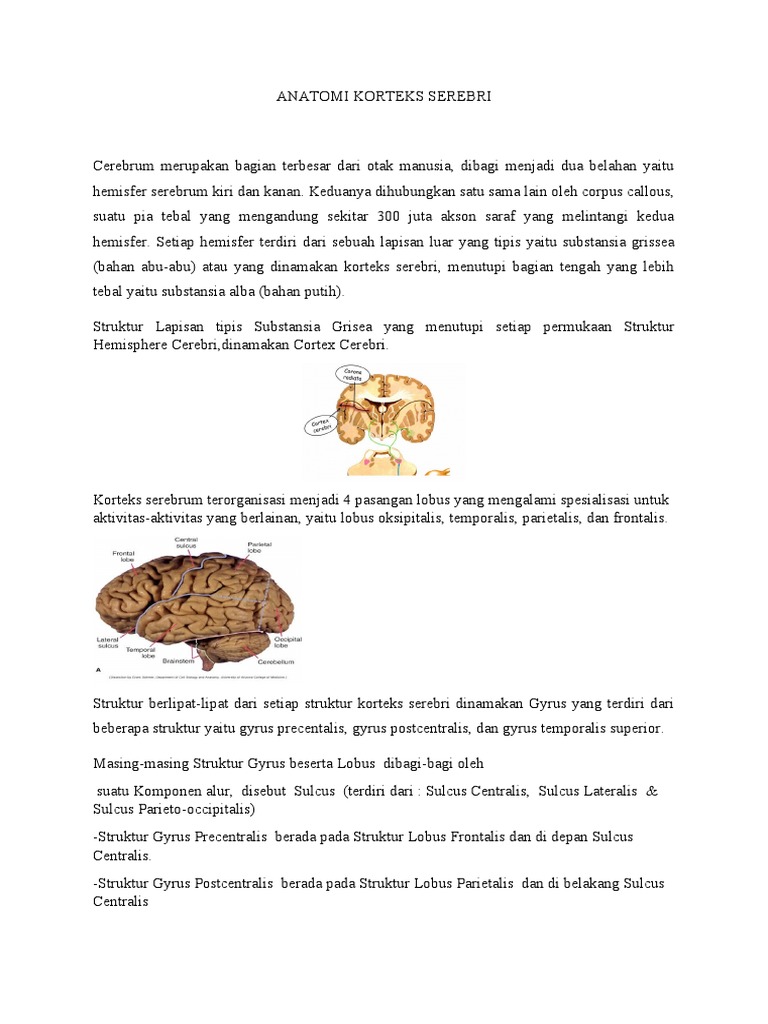 Anatomi Korteks Serebri 2 | PDF