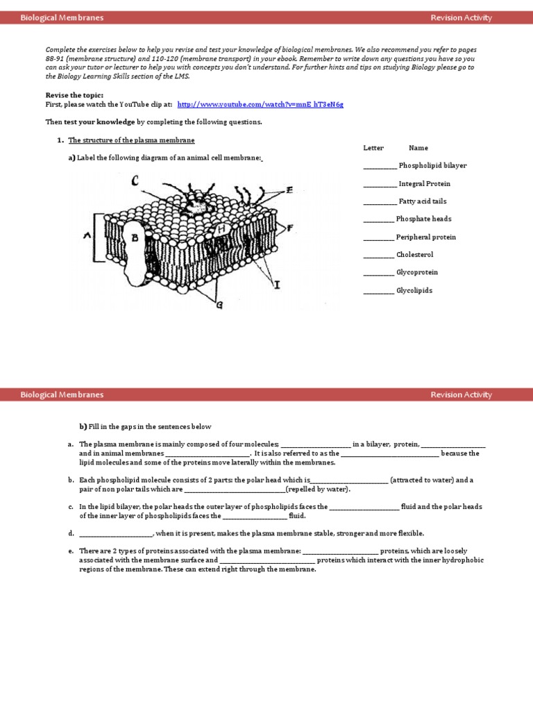 Cell Membrane Structure Worksheet | PDF | Lipid Bilayer | Biological ...