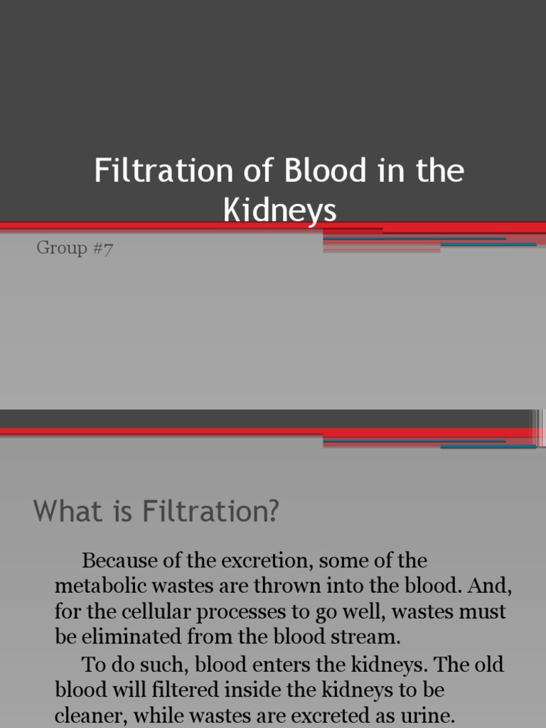 Filtration of Blood in The Kidneys | PDF | Kidney | Urinary System