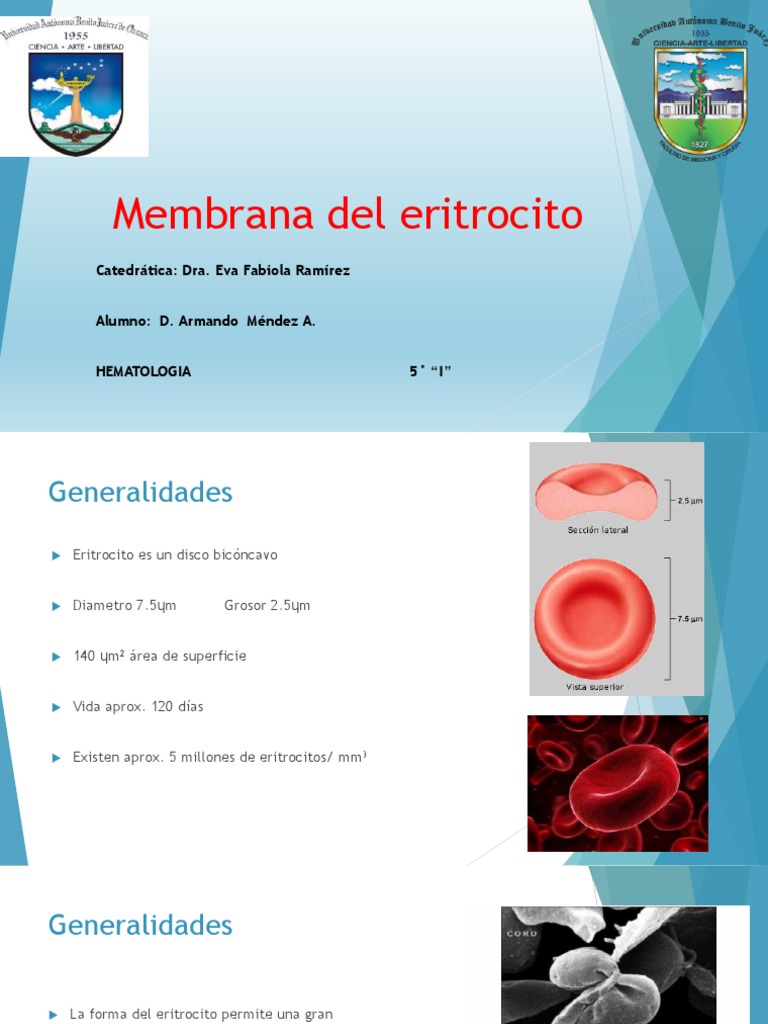Estructura y Función de la Membrana Eritrocitaria | PDF | Bicapa ...